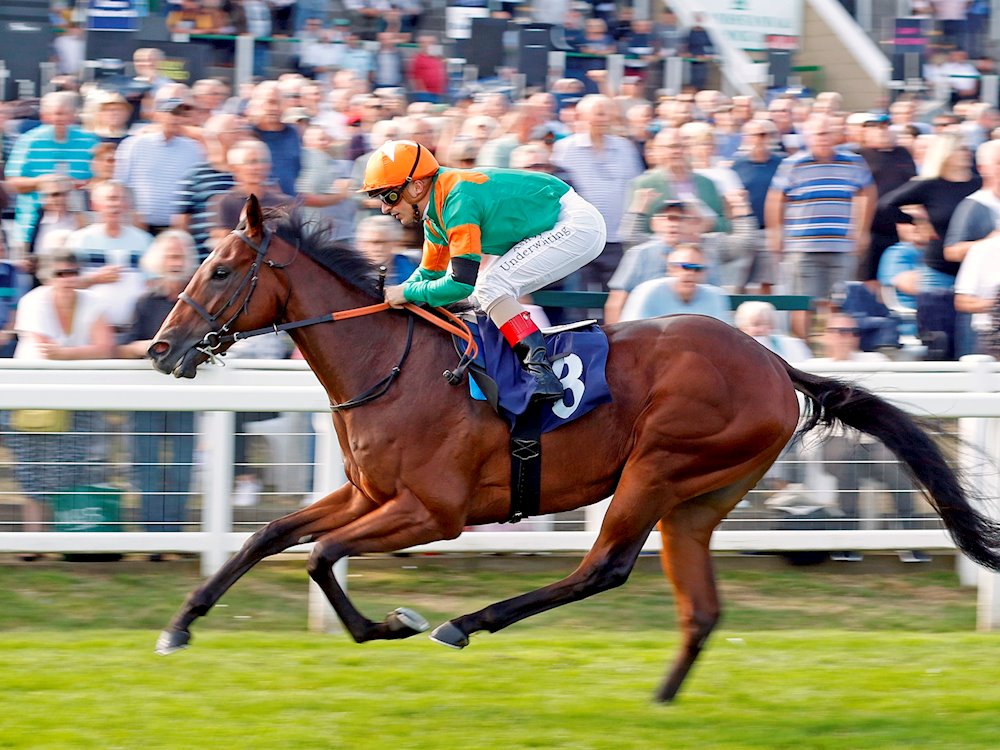 Brilliant double from brothers LORD OF BISCAY and BAYSIDE BOY - Varian ...