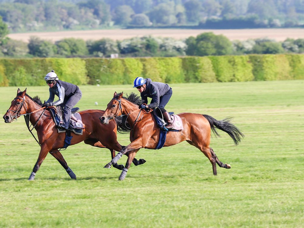 AL HUSN lands Listed success - Varian Stables