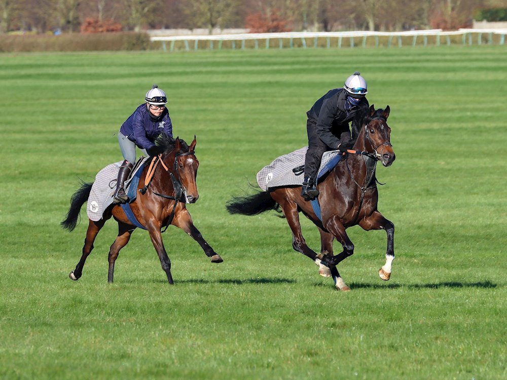SIR WINSTON is a winner! - Varian Stables